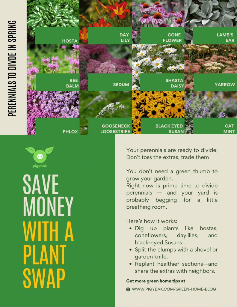 Divide, Multiply, and Swap: How to Host a Neighborhood Plant Swap Party ...